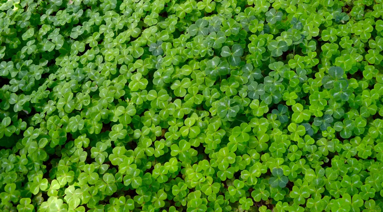 Sheelah's Day (St Patricks Wife) - Old Traditions of Ireland & Irish ...